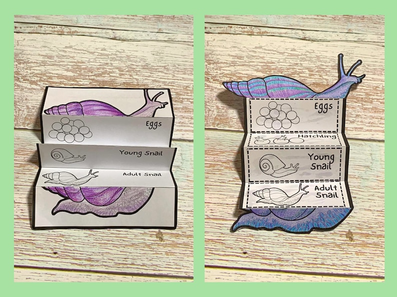Foldable Snail Life Cycle Learning Activity for Kids A4 and - Etsy ...