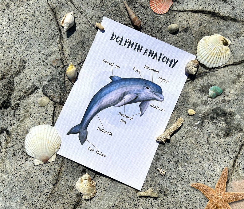 Dolphin Anatomy Poster for Kids, Nature Study, Science, Montessori ...