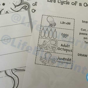 Foldable Octopus Life Cycle Learning Activity for Kids | A4 and 11x8.5 ...