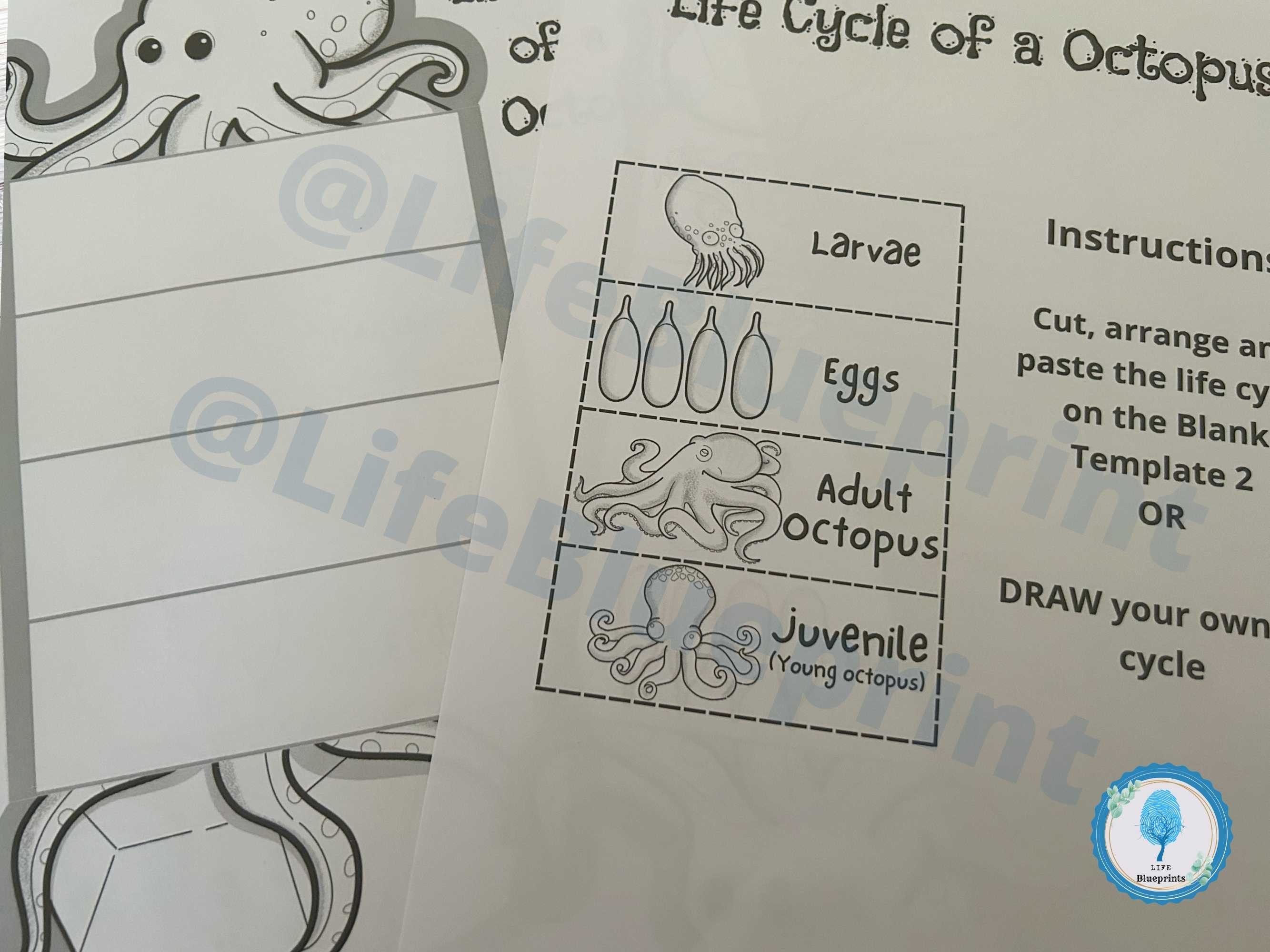 Foldable Octopus Life Cycle Learning Activity for Kids | A4 and 11x8.5 ...