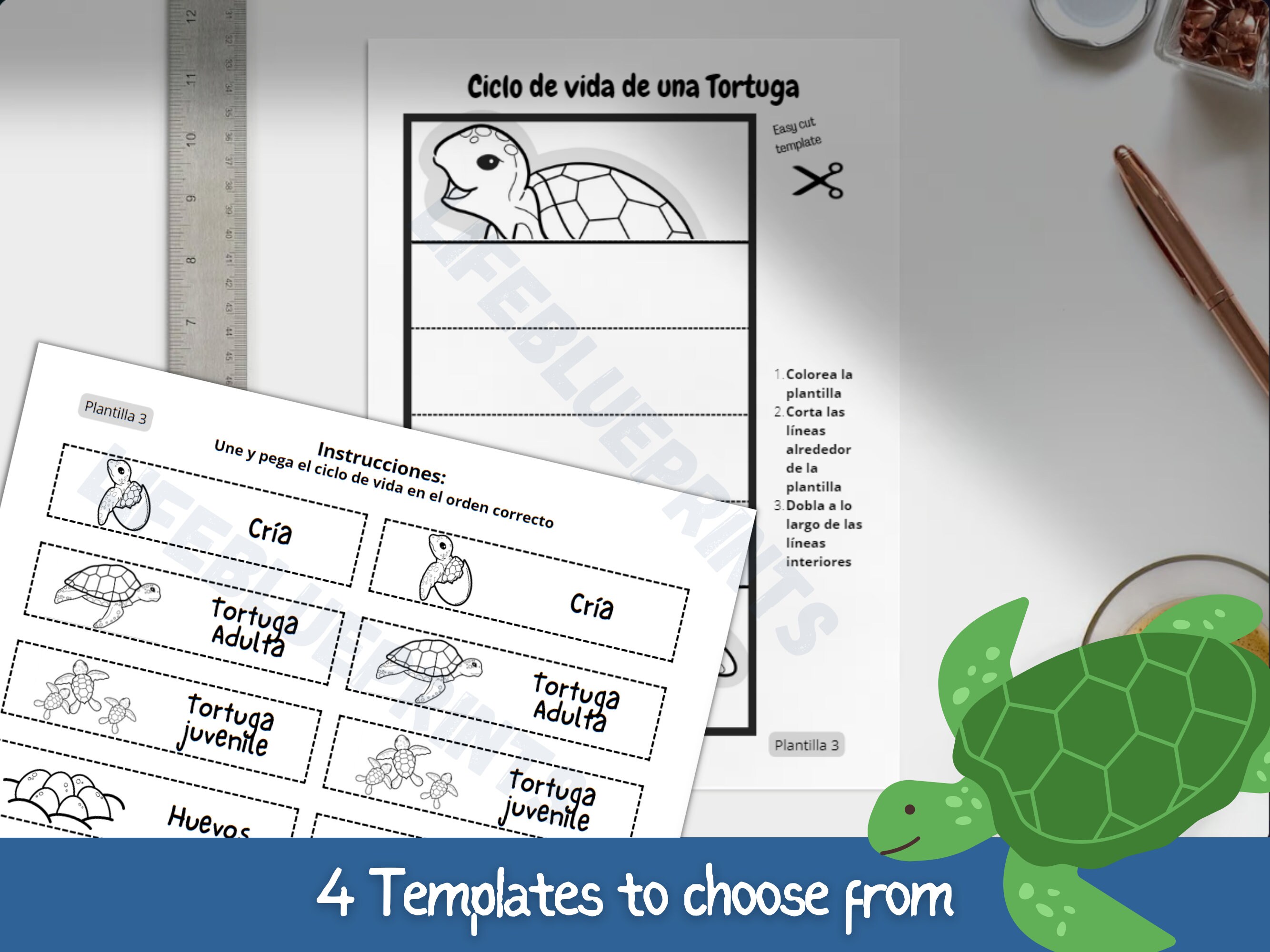 SPANISH Turtle Life Cycle Learning Activity for Kids | Montessori ...