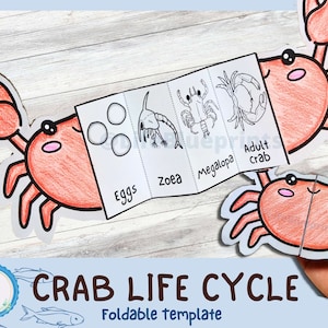 Crab Life Cycle Learning Activity for Kids | A4 and 11x8.5 Inch ...
