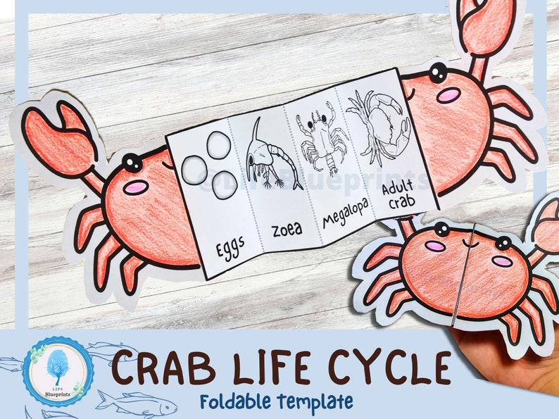 Crab Life Cycle Learning Activity for Kids | A4 and 11x8.5 Inch ...