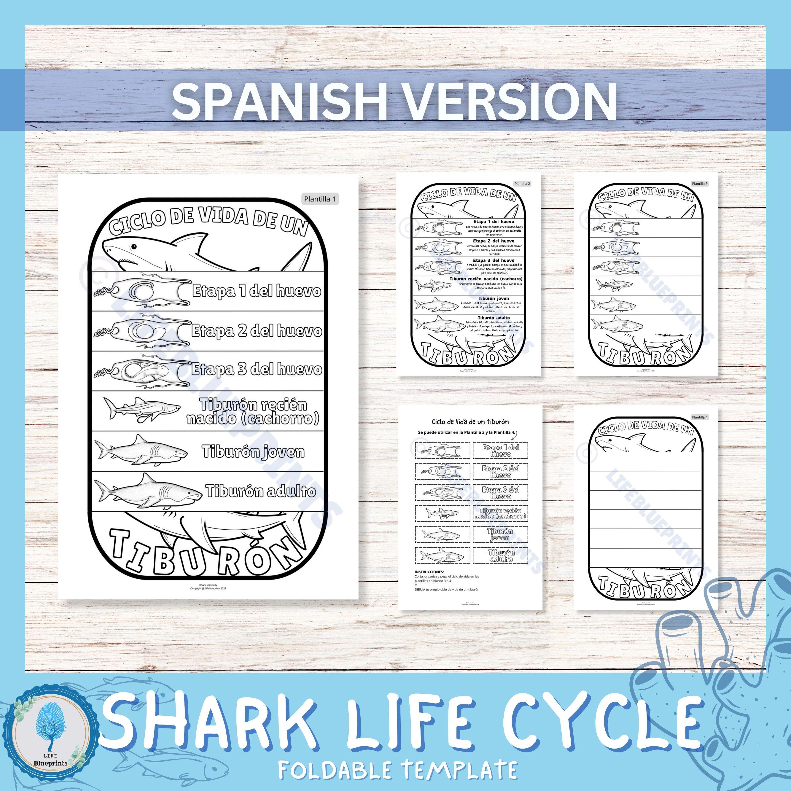 SPANISH Life Cycle of a Shark Science Activity for Kids Foldable Craft ...