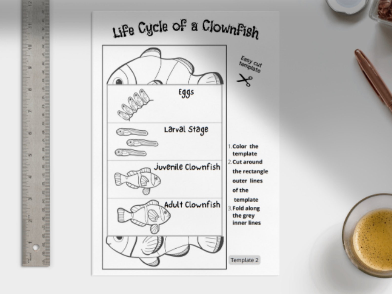Foldable Clownfish Life Cycle Learning Activity for Kids A4 and 11x8.5 ...