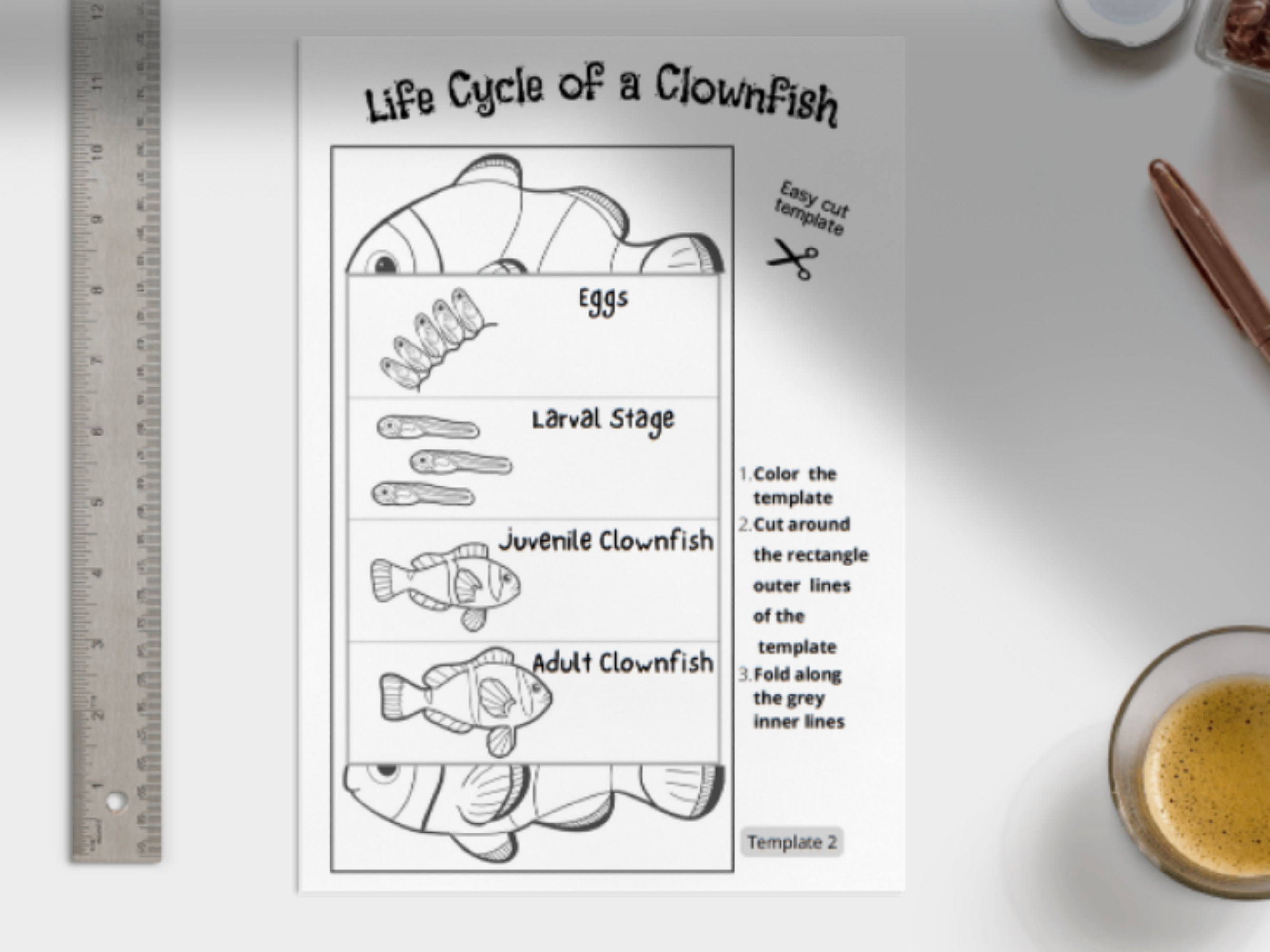Foldable Clownfish Life Cycle Learning Activity for Kids A4 and 11x8.5 ...