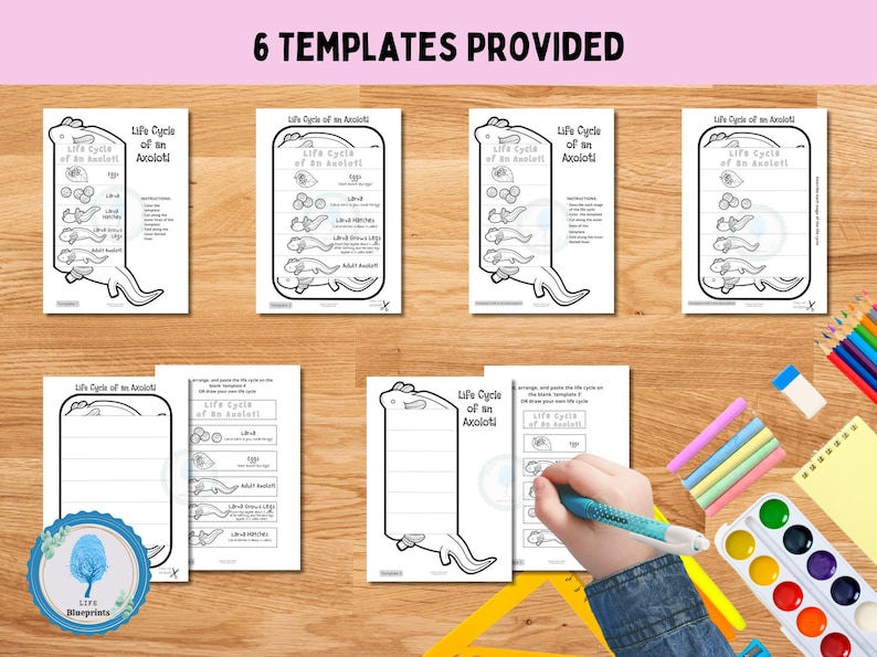 Ciclo de vida del ajolote plegable / Actividad de aprendizaje del ciclo ...