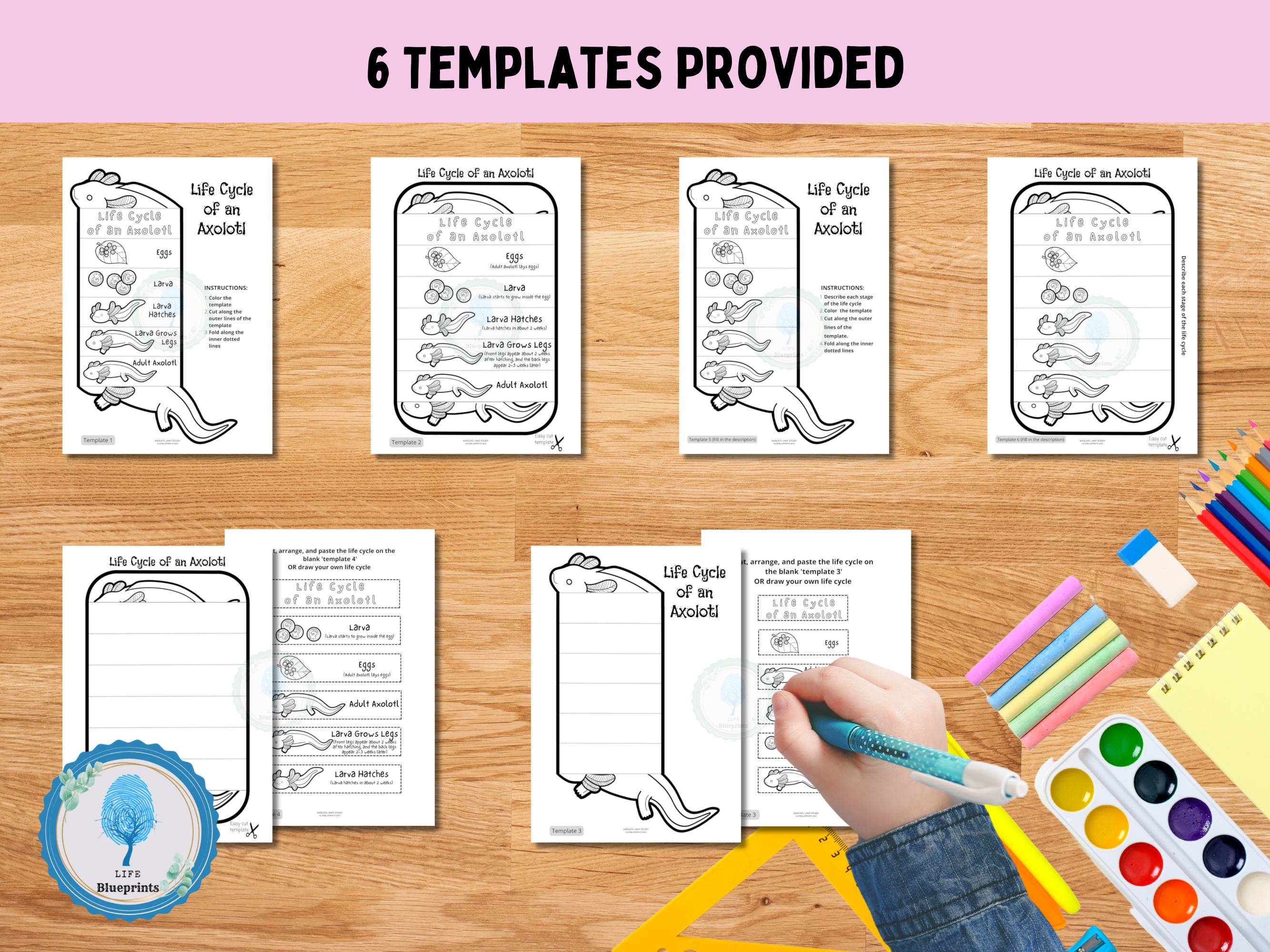 Ciclo de vida del ajolote plegable / Actividad de aprendizaje del ciclo ...