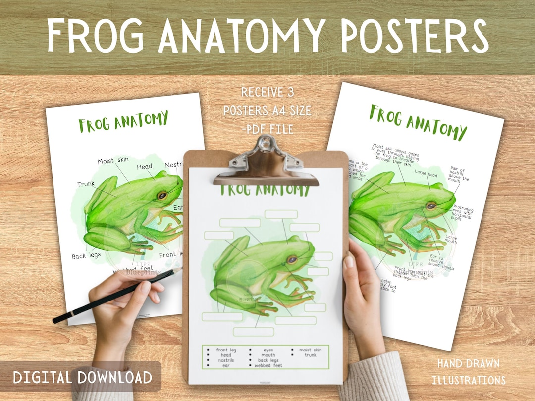 Frog Anatomy Poster, Nature Study, Science, Montessori, Homeschool ...
