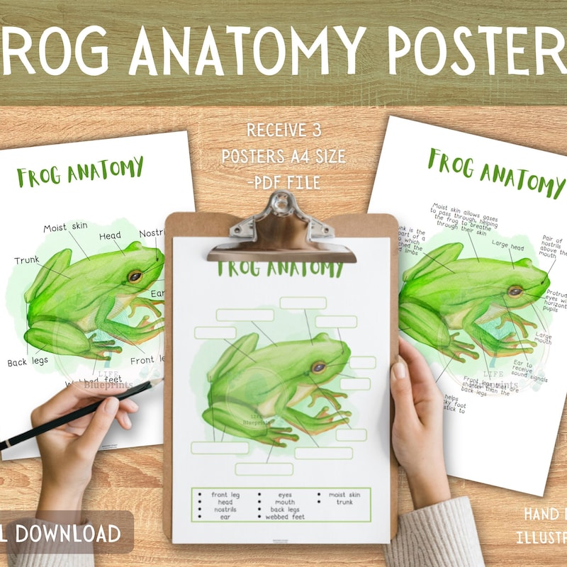 Frog Anatomy - Etsy