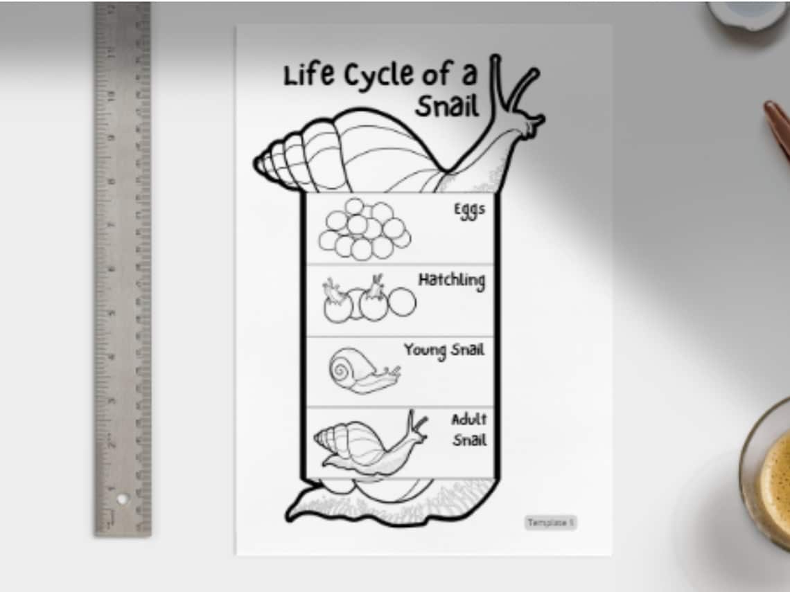 Foldable Snail Life Cycle Learning Activity for Kids A4 and - Etsy ...