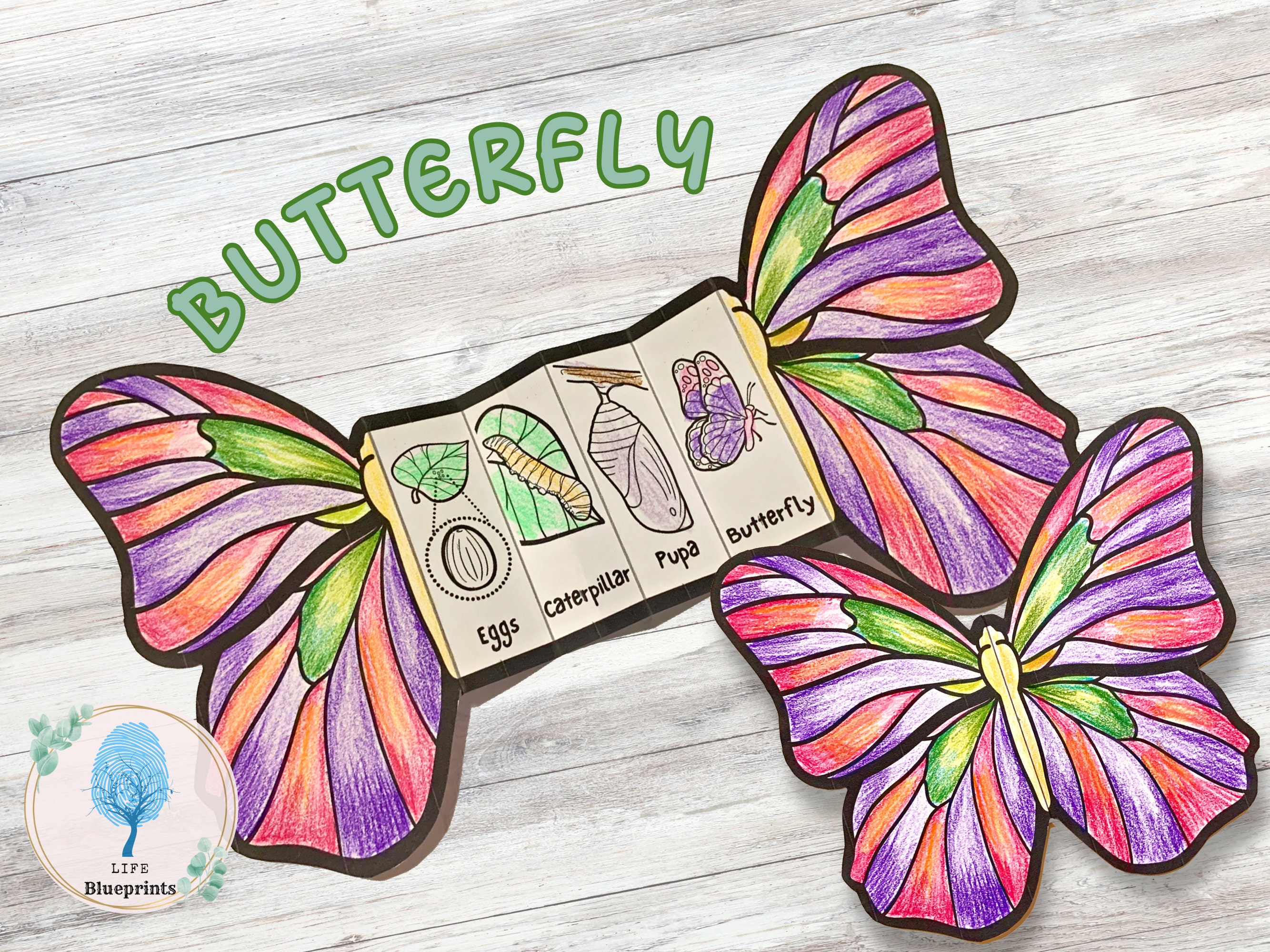 INSECTS Life Cycle Bundle of 4 Discounts With Bundle Learning Activity ...