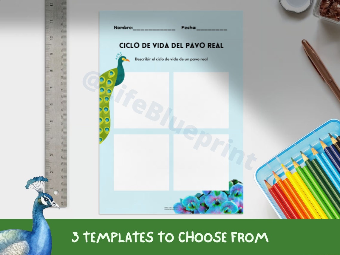 SPANISH Peacock Life Cycle Learning Activity for Kids Montessori ...