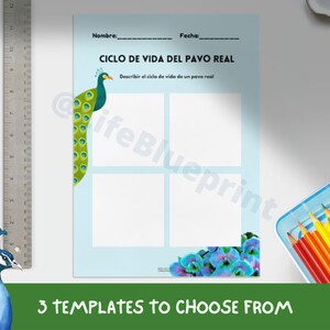Actividad de aprendizaje del ciclo de vida del pavo real en español ...