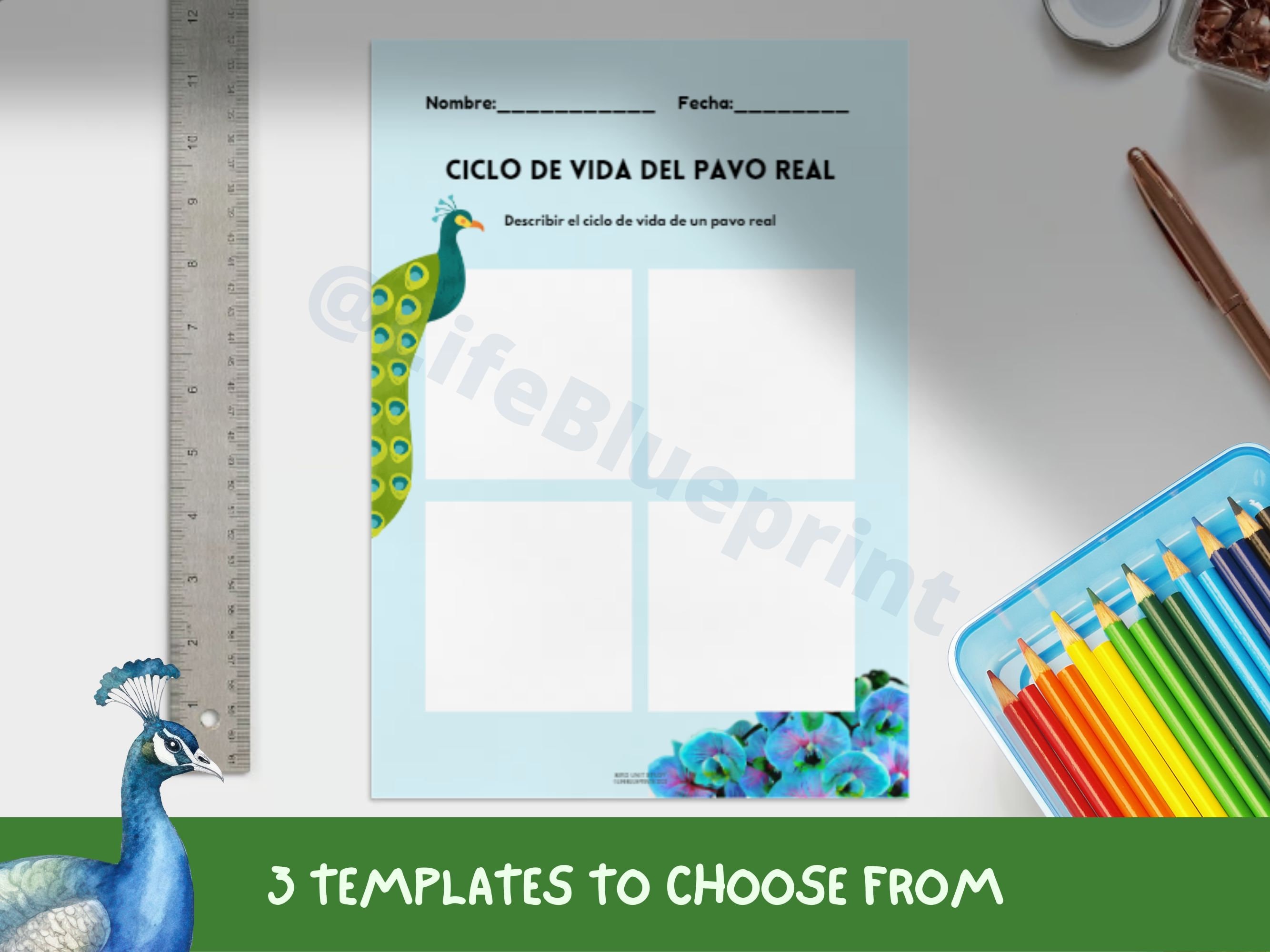 SPANISH Peacock Life Cycle Learning Activity for Kids Montessori ...