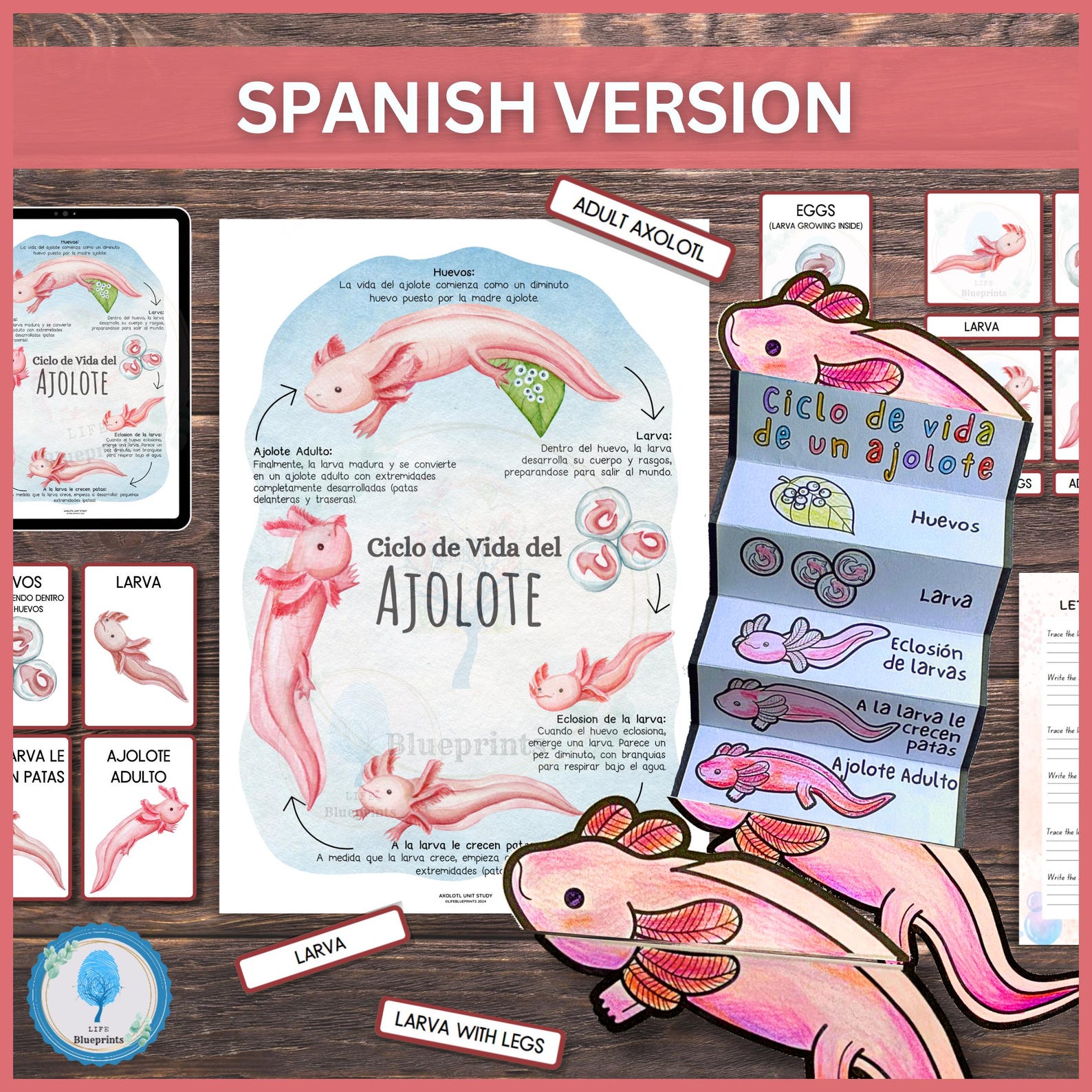 SPANISH Axolotl Life Cycle Unit Study Includes Posters, Flashcards ...