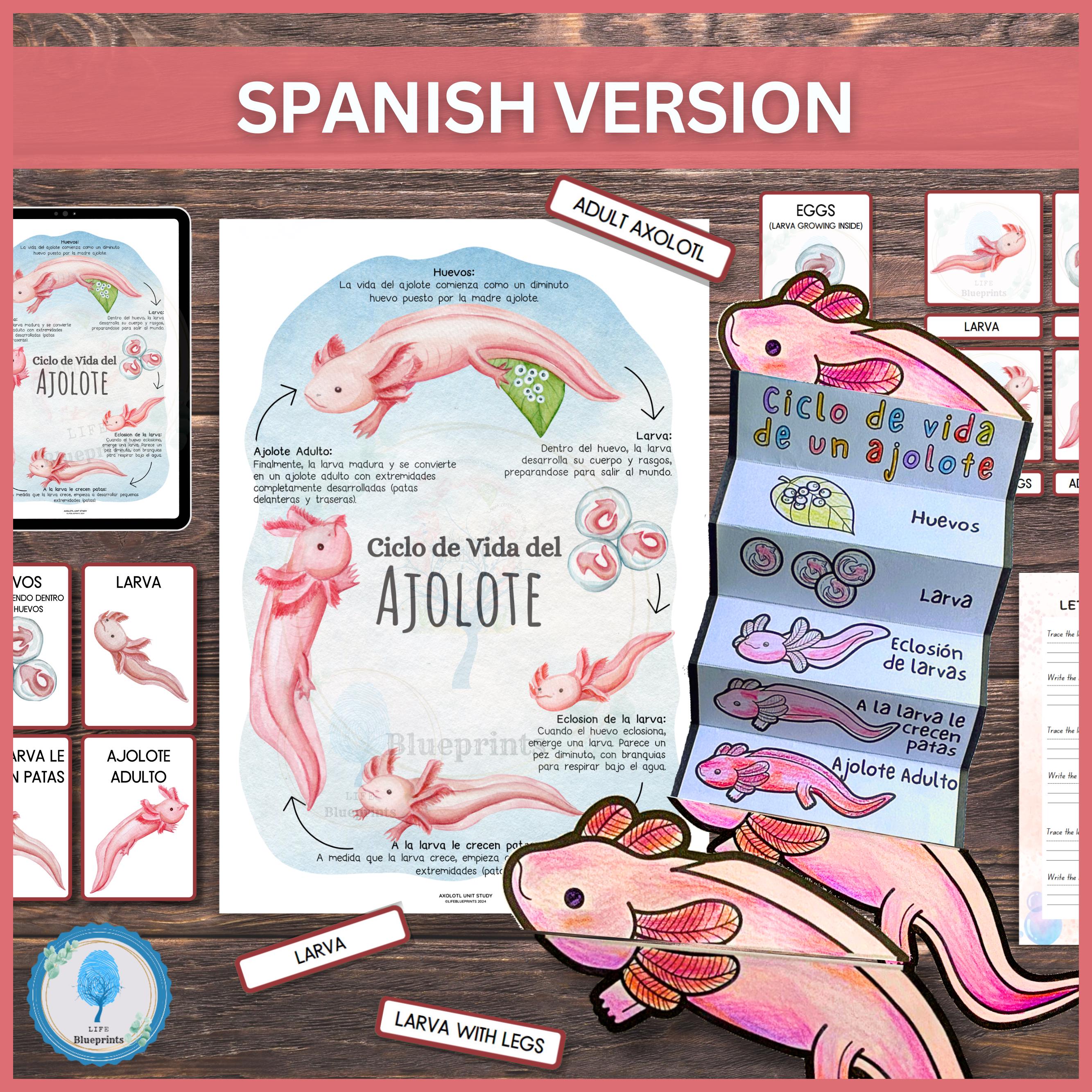 SPANISH Axolotl Life Cycle Unit Study Includes Posters, Flashcards ...
