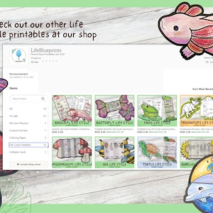 SPANISH Life Cycle of Sunflower Plant | Foldable Life Cycle Craft ...