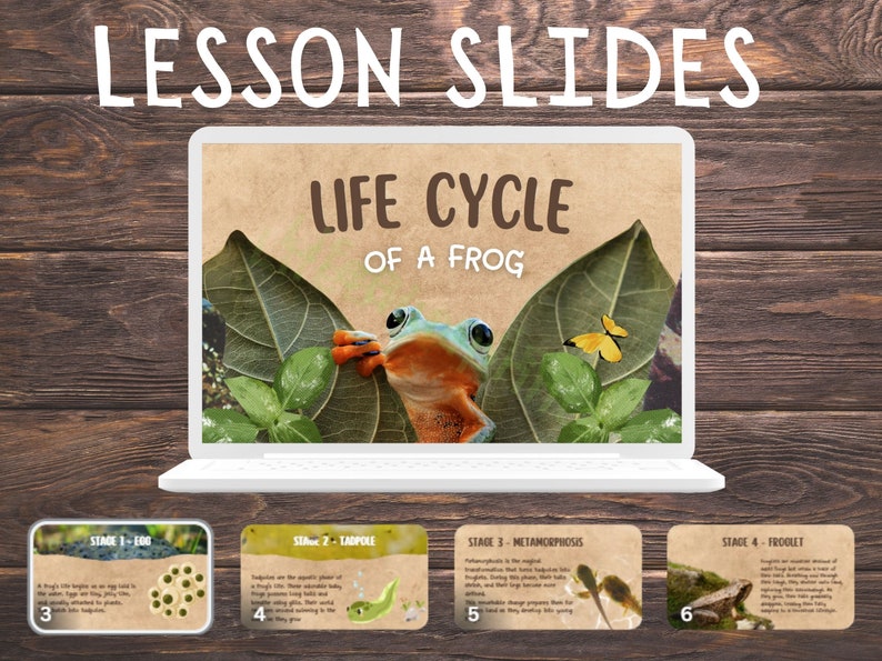 Frog Life Cycle Poster, Flashcards, Lesson Slides Nature Study, Science ...