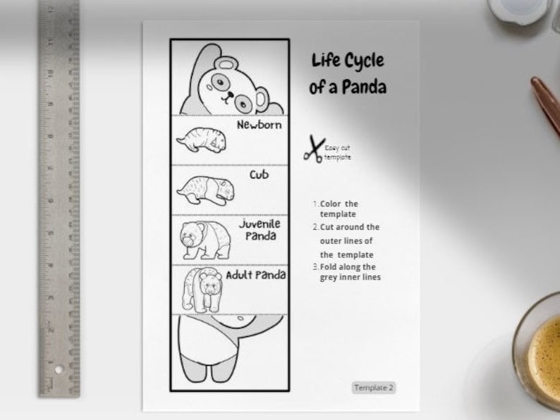 Panda Life Cycle Learning Activity for Kids | Foldable | A4 and 11x8.5 ...