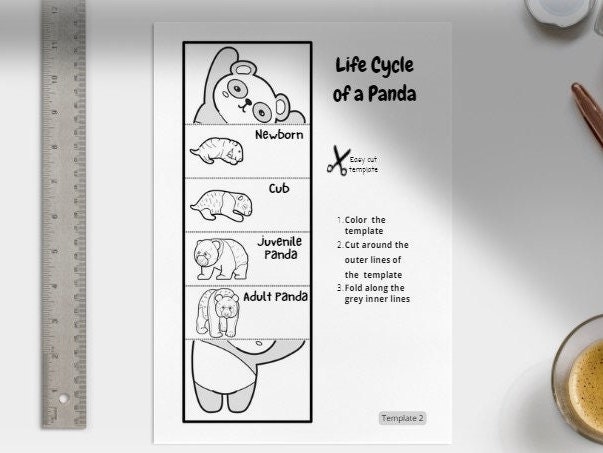 Panda Life Cycle Learning Activity for Kids | Foldable | A4 and 11x8.5 ...