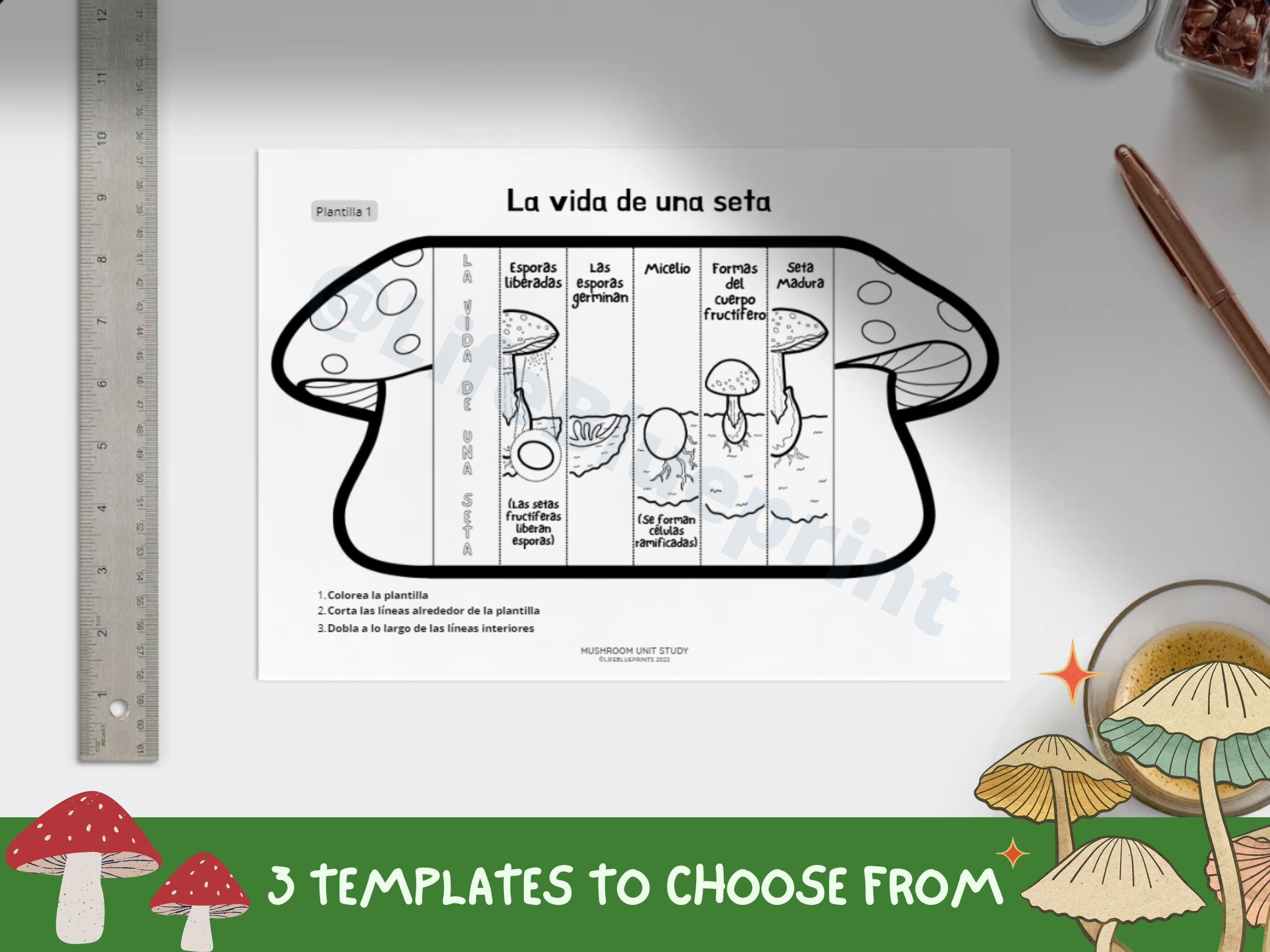 SPANISH Life Cycle of a Mushroom| Foldable Life Cycle Craft | Digital ...