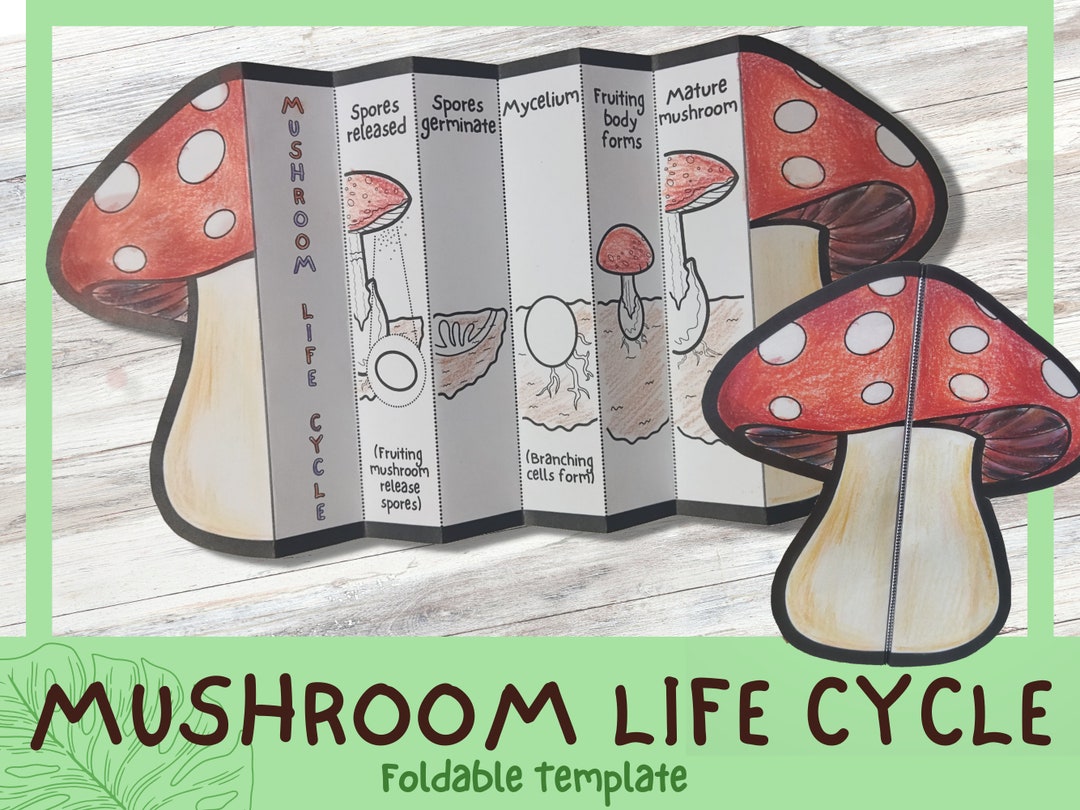 Foldable Mushroom Life Cycle Learning Activity for Kids A4 and 11x8.5 ...