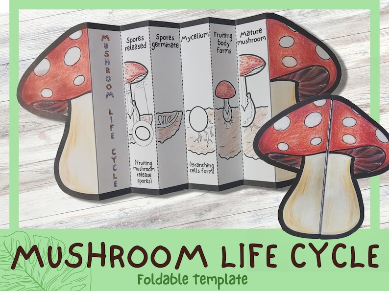 Foldable Mushroom Life Cycle Learning Activity for Kids A4 - Etsy