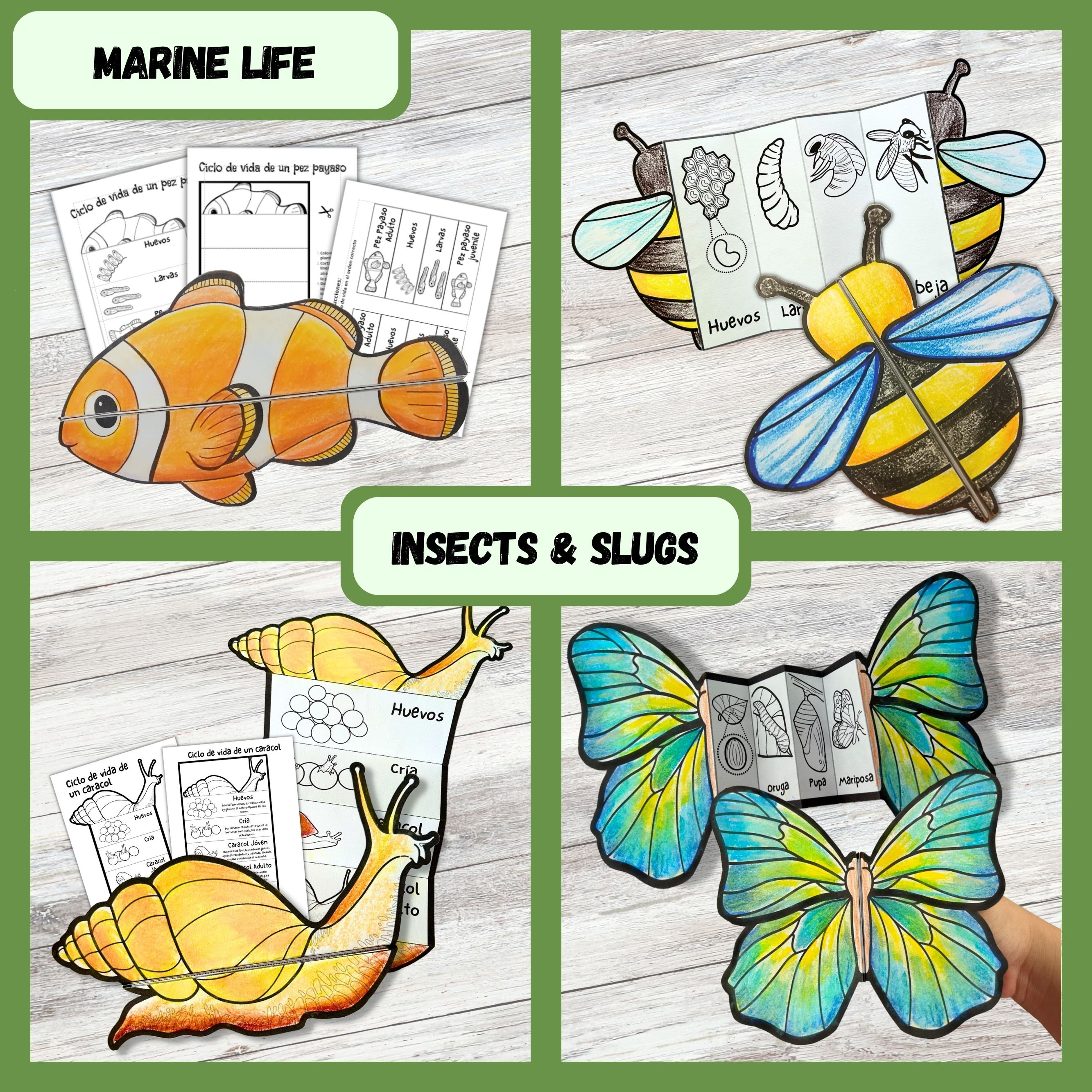 SPANISH Foldable Life Cycle Bundle of 20 Templates | Discounts With ...