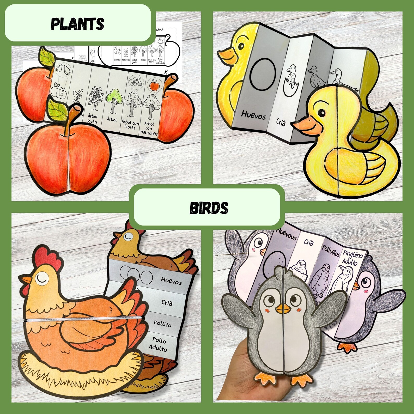 SPANISH Foldable Life Cycle Bundle of 20 Templates Discounts With ...