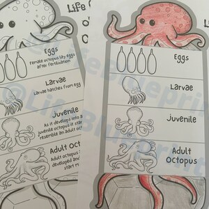 Foldable Octopus Life Cycle Learning Activity for Kids A4 and 11x8.5 ...