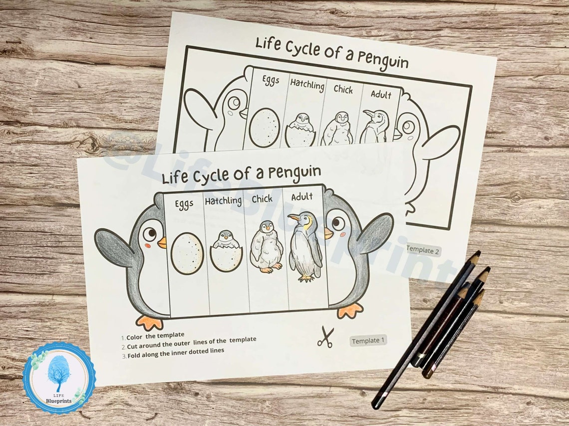 Foldable Penguin Life Cycle Learning Activity for Kids A4 and 11x8.5 ...