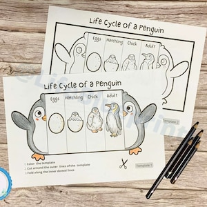 Foldable Penguin Life Cycle Learning Activity for Kids | A4 and 11x8.5 ...