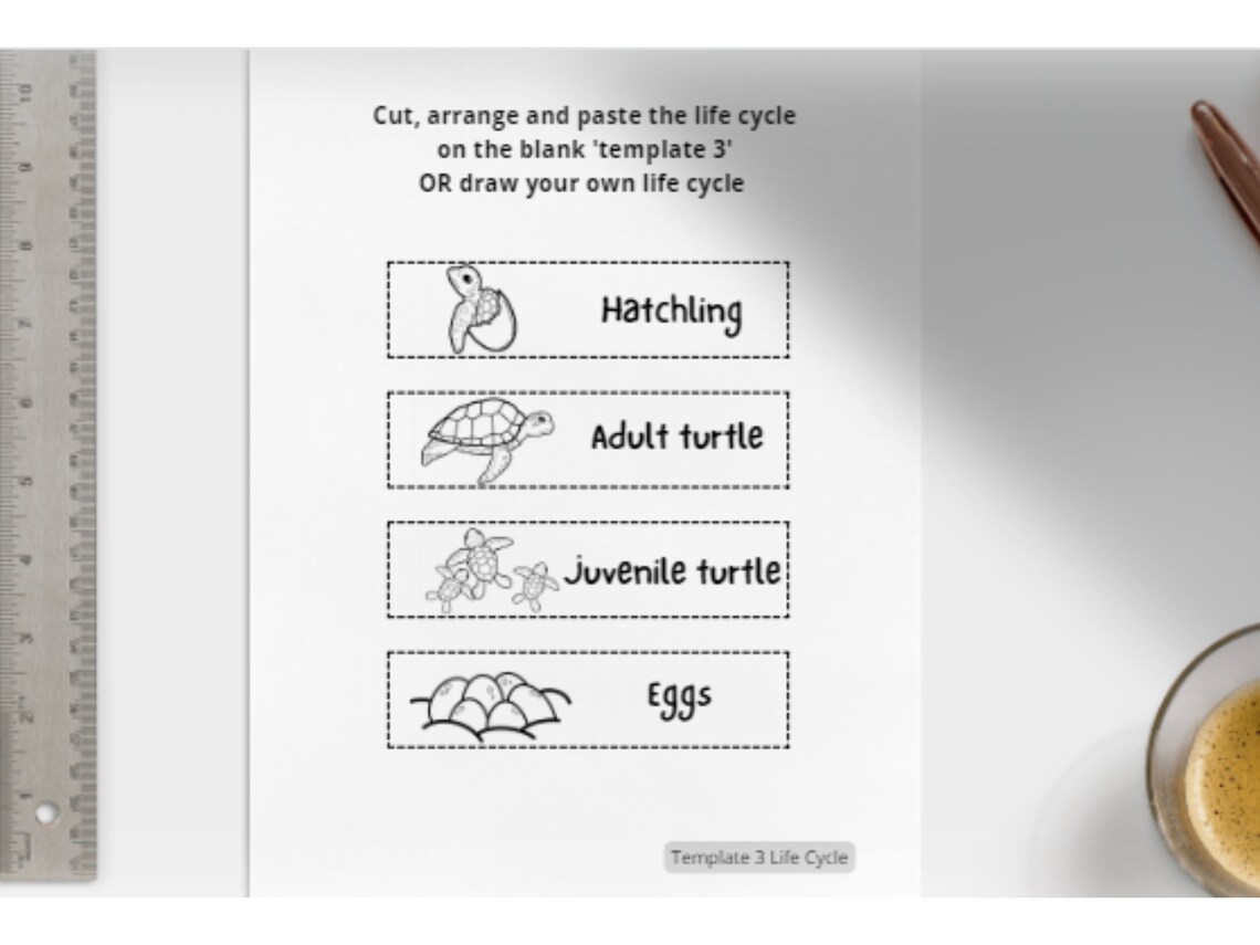 Foldable Turtle Life Cycle Learning Activity for Kids A4 and - Etsy UK