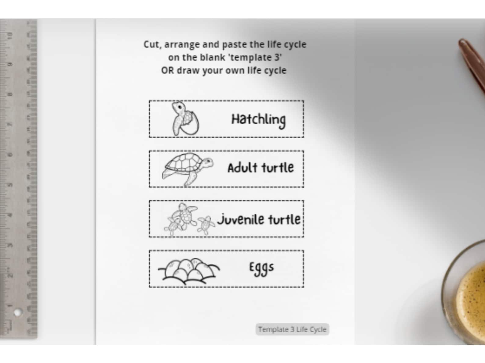 Foldable Turtle Life Cycle Learning Activity for Kids A4 and - Etsy