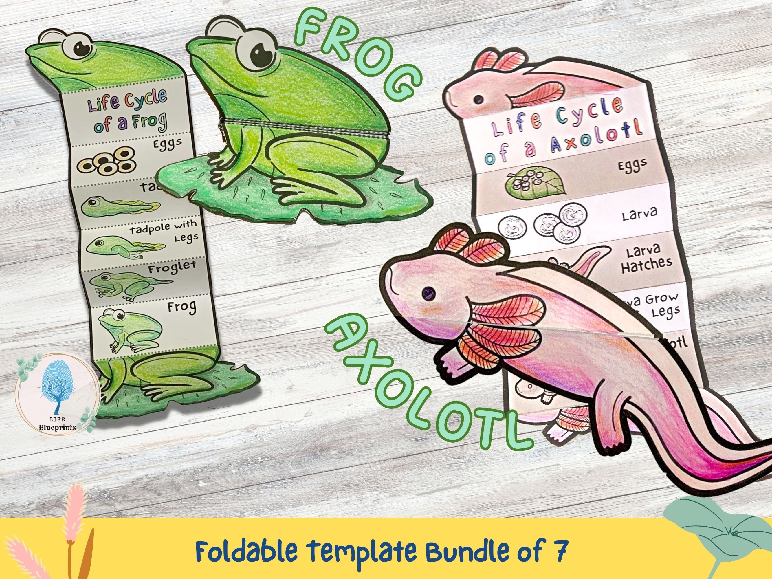 POND BIOME Life Cycle Bundle of 7 Templates Discounts With Bundle ...