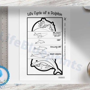 Foldable Dolphin Life Cycle Learning Activity for Kids | A4 and 11x8.5 ...