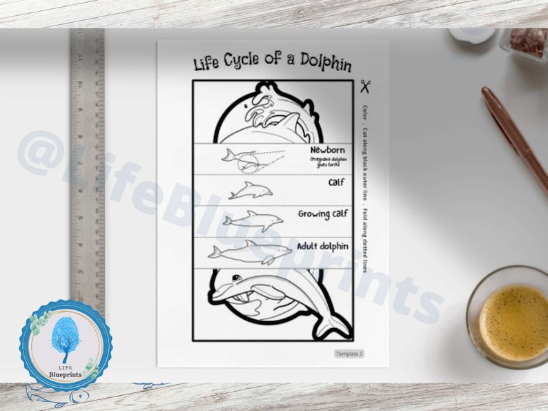 Foldable Dolphin Life Cycle Learning Activity for Kids A4 and 11x8.5 ...