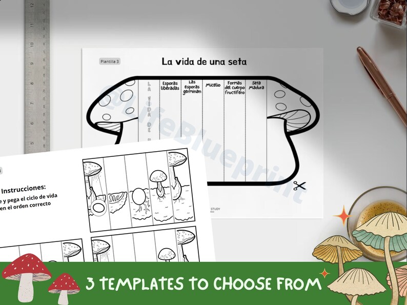 SPANISH Life Cycle of a Mushroom Foldable Life Cycle Craft Digital ...