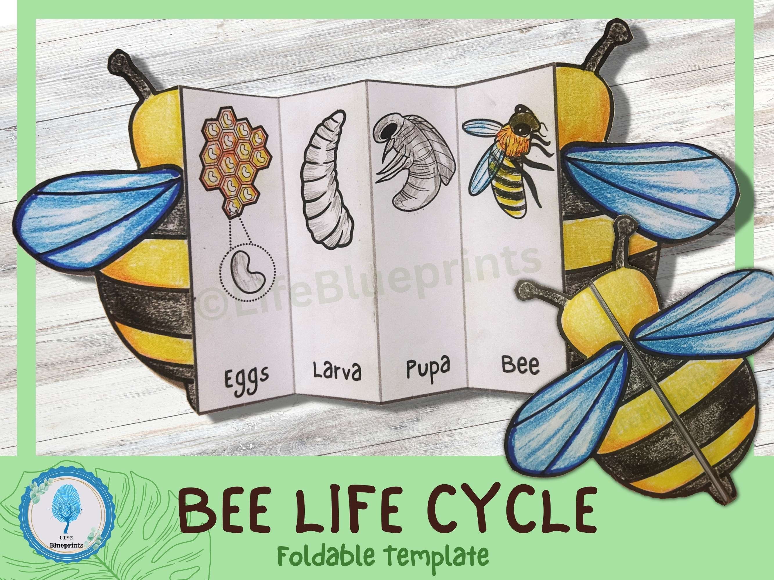 Actividad de aprendizaje plegable del ciclo de vida de las abejas para ...