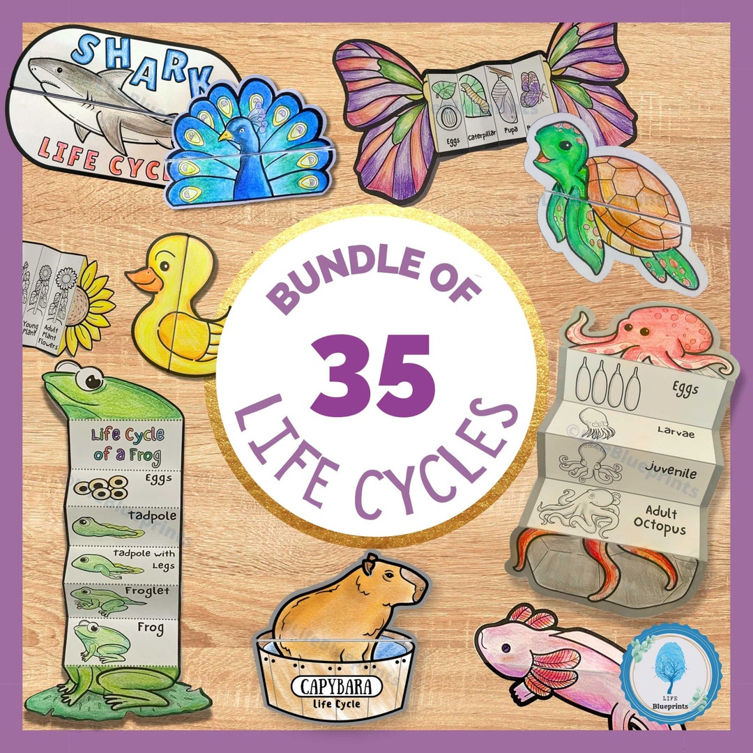 Foldable Life Cycle Bundle of 35 Templates | Discounts With Bundle ...