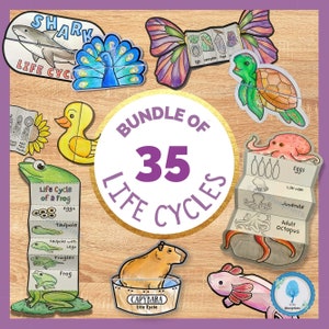 Foldable Life Cycle Bundle of 35 Templates | Discounts With Bundle ...