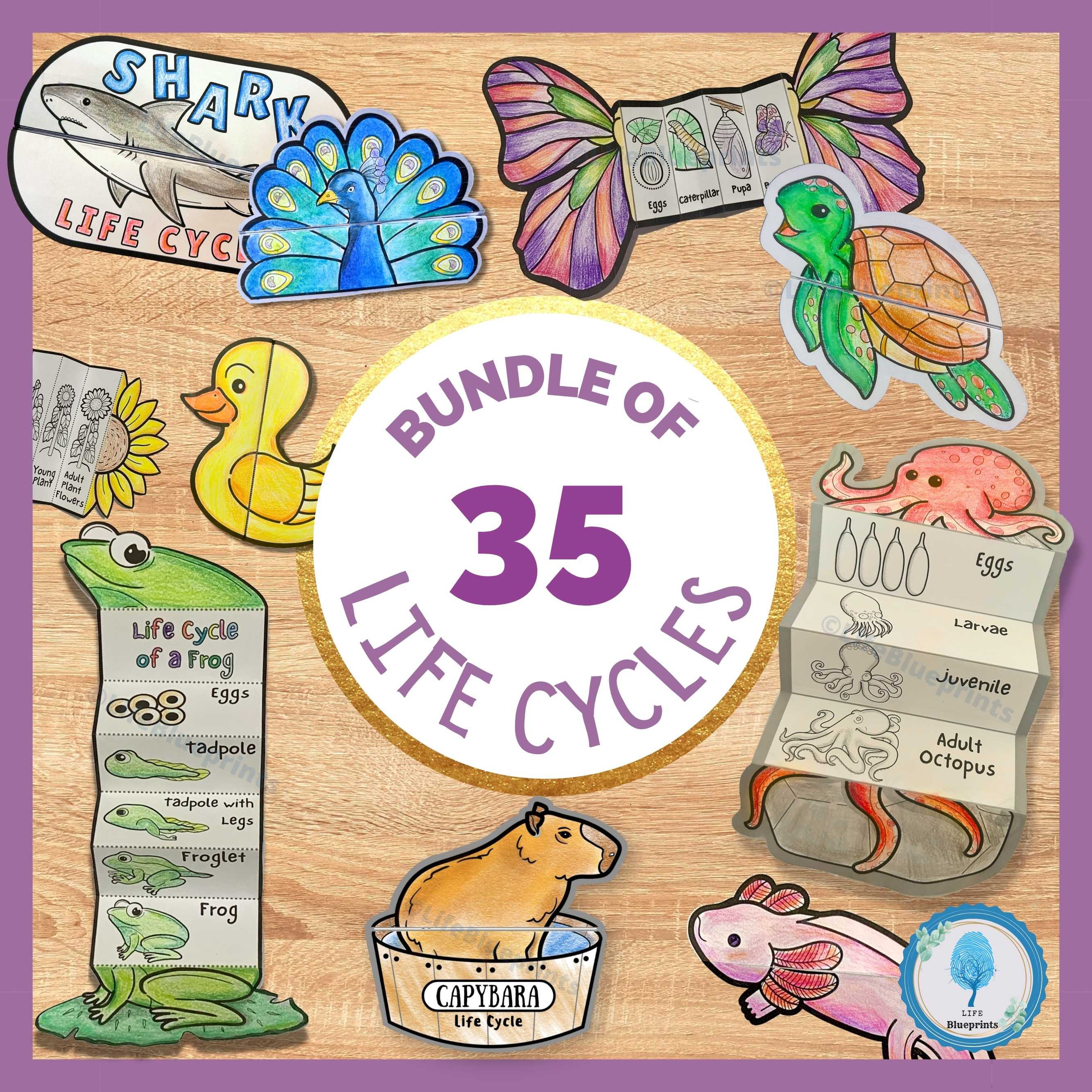 Foldable Life Cycle Bundle of 35 Templates Discounts With Bundle ...