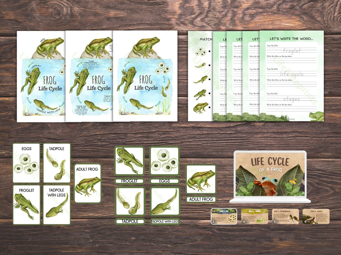 Frog Life Cycle Poster, Flashcards, Lesson Slides Nature Study, Science ...