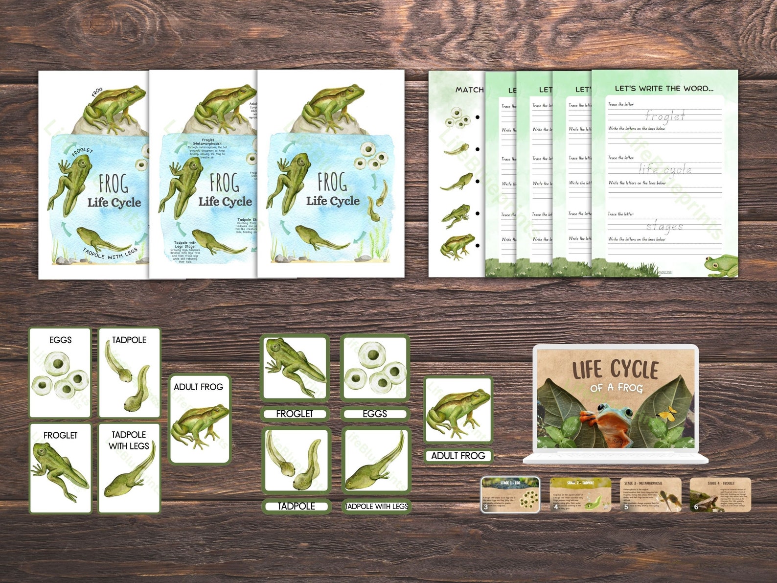 Frog Life Cycle Poster, Flashcards, Lesson Slides Nature Study, Science ...