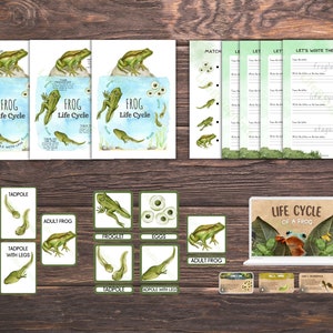 Frog Life Cycle Poster, Flashcards, Lesson Slides | Nature Study ...