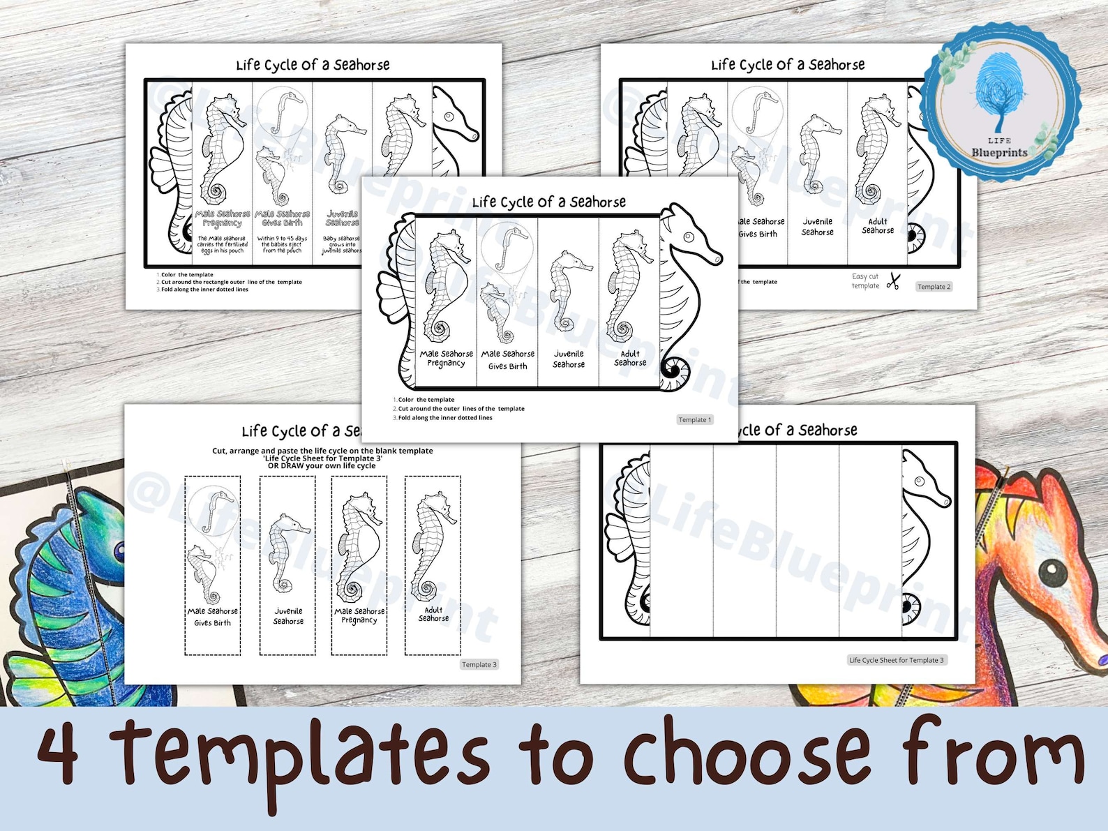 Foldable Seahorse Life Cycle Learning Activity for Kids Marine Life ...