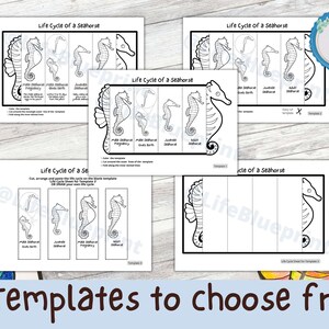 Foldable Seahorse Life Cycle Learning Activity for Kids | Marine Life ...