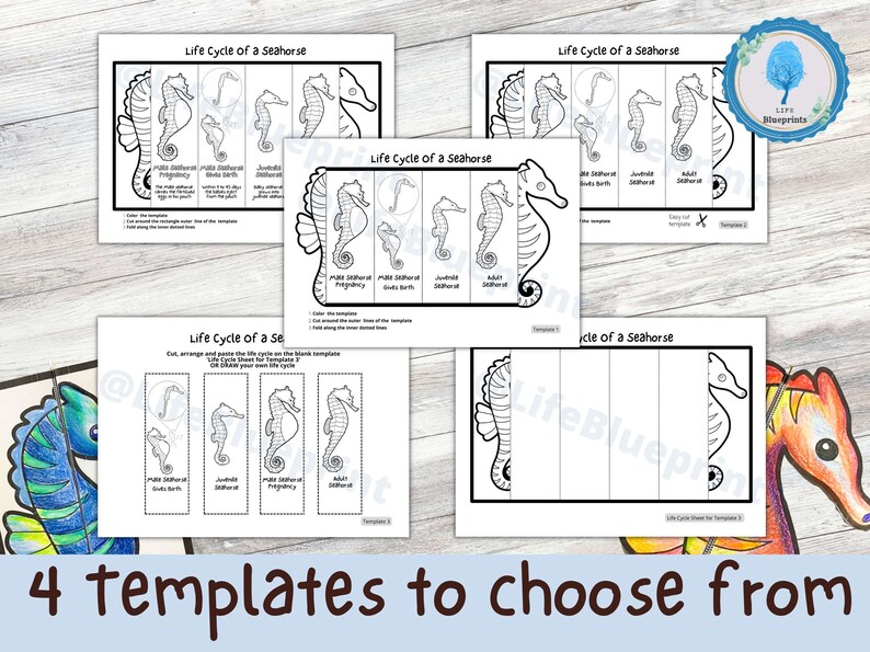 Foldable Seahorse Life Cycle Learning Activity for Kids Marine Life ...