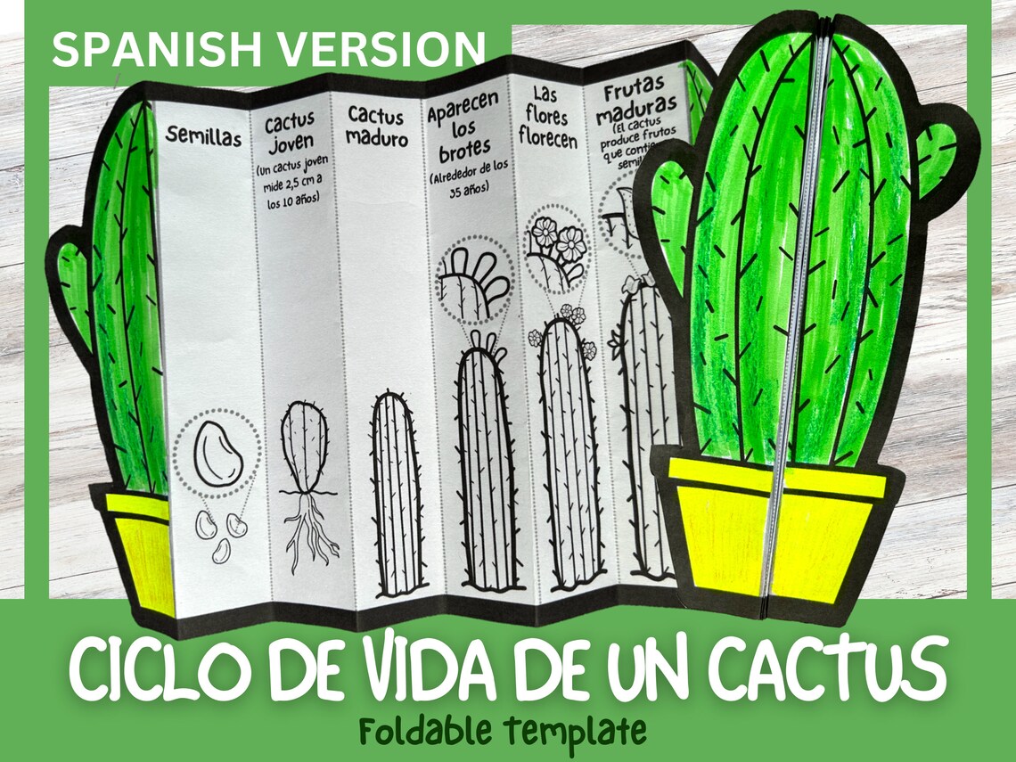 SPANISH Life Cycle of a Cactus Plant Foldable Life Cycle Craft Digital ...